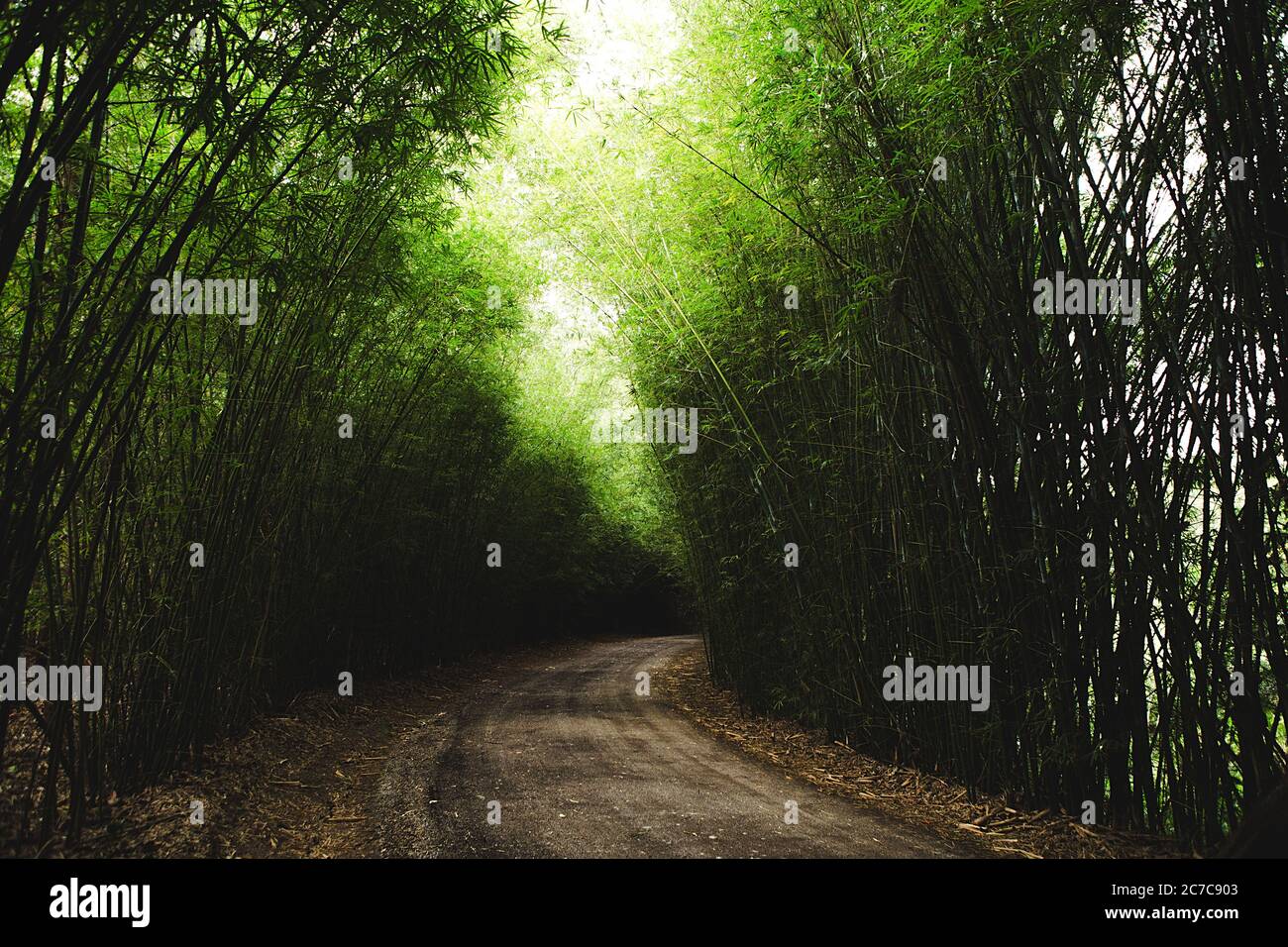 Horizontal shot of a pathway surrounded by tall thin green bamboos ...