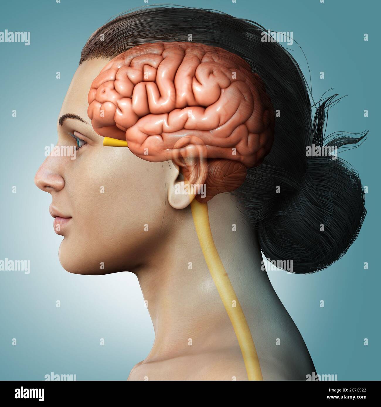 3d rendered medically accurate illustration of a female brain anatomy ...