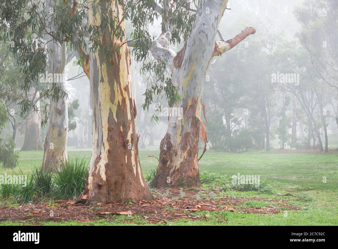 Ancient gum trees on a misty morning Stock Photo - Alamy