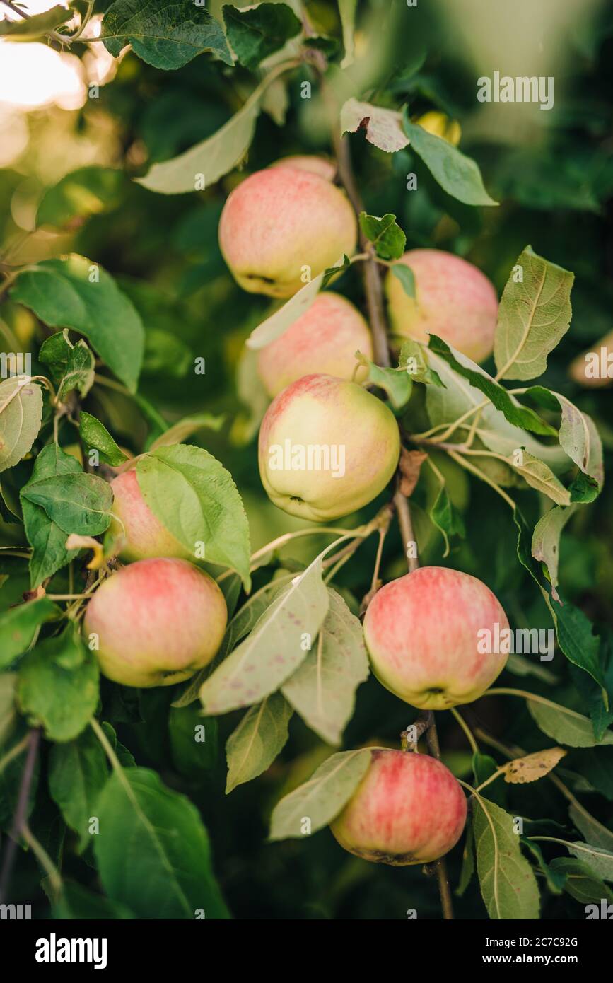 Group of apples growing on tree branch Stock Photo - Alamy