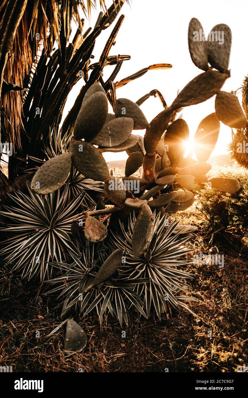 Saguaro cactus cartoon desert hi-res stock photography and images - Alamy