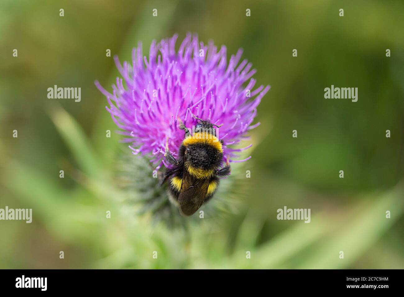 Yellow knapweed hi-res stock photography and images - Alamy