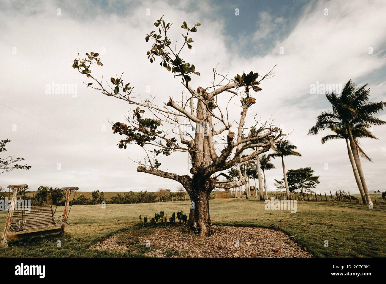 Horizontal shot of a big tree in a park with a wooden swing on the side ...