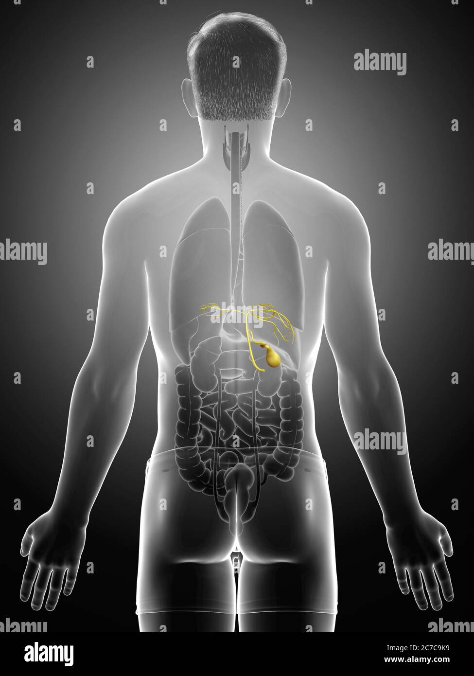 3d rendered medically accurate illustration of male Organs Gallbladder ...