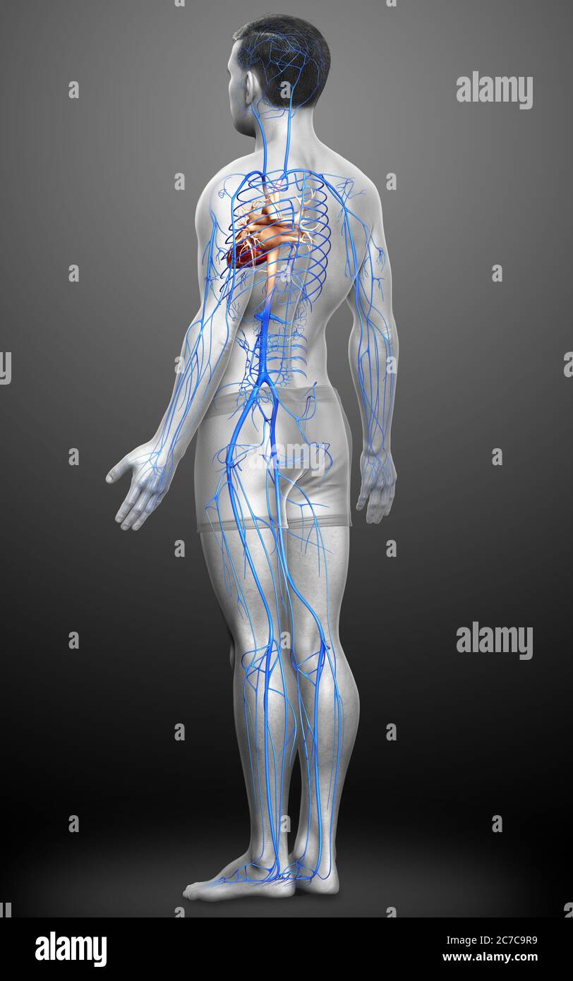3d rendered medically accurate illustration of a male Veins anatomy ...