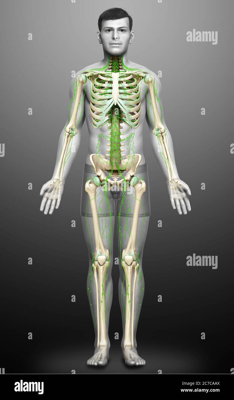 3d rendered medically accurate illustration of a male lymphatic system ...