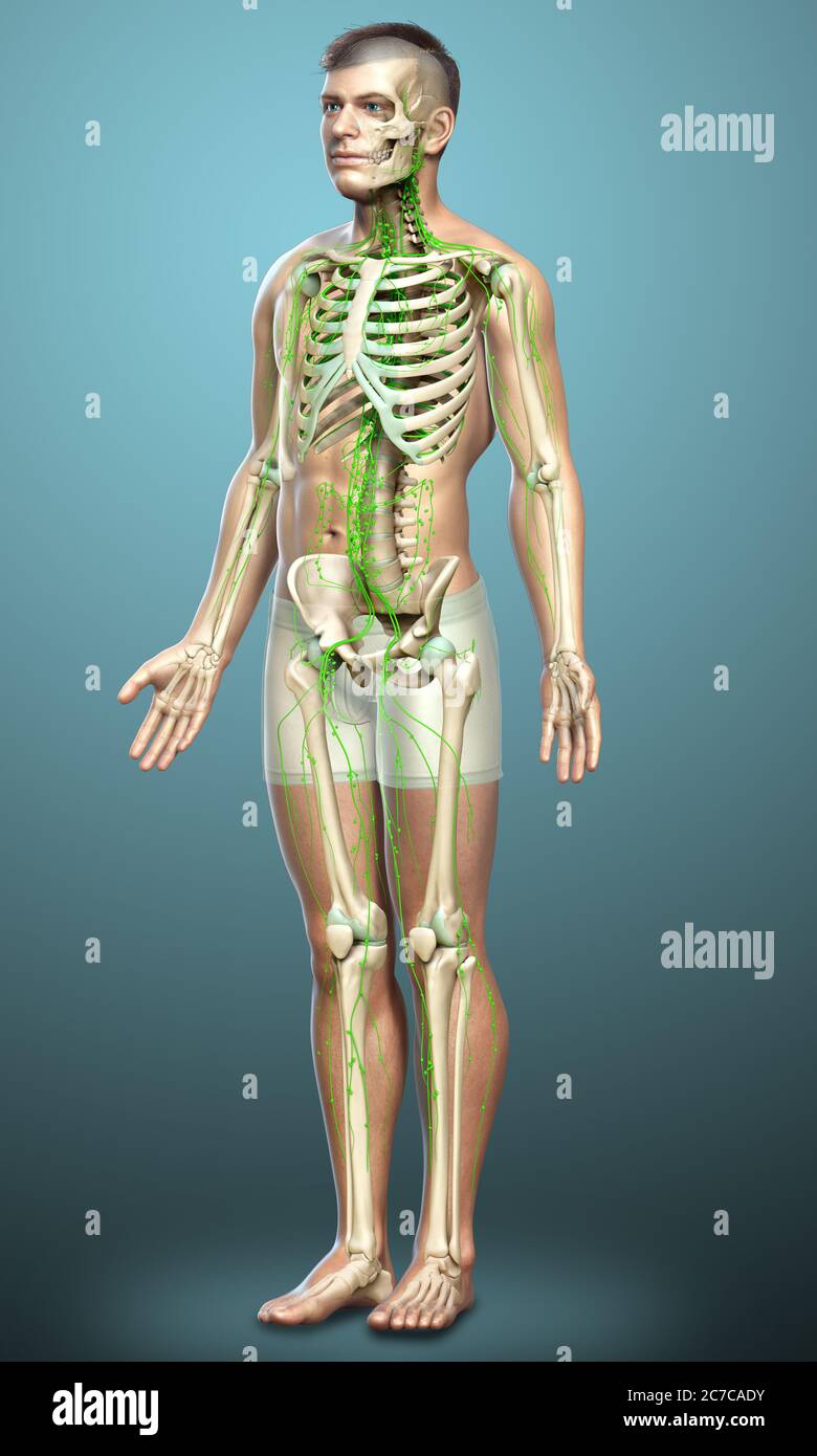 3d rendered medically accurate illustration of a male lymphatic system ...