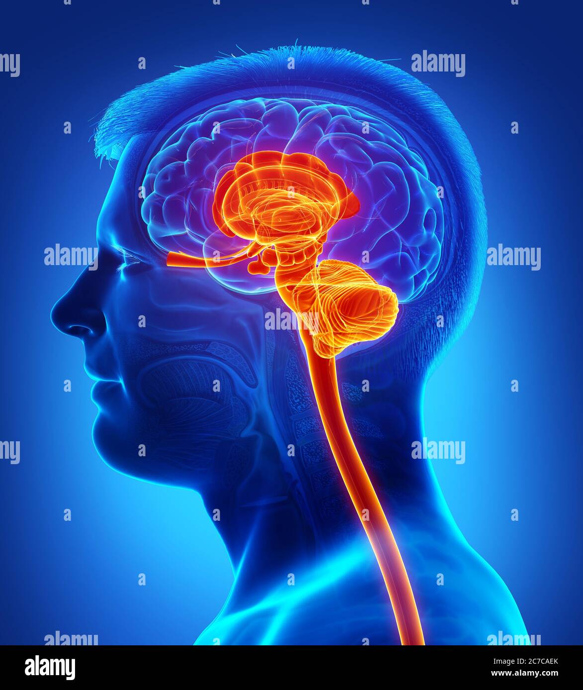 3d rendered medically accurate illustration of the interior brain ...