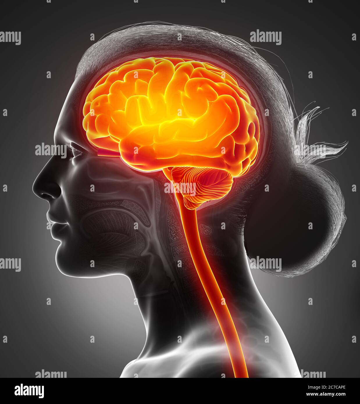 3d rendered, medically accurate illustration of a female highlighted ...