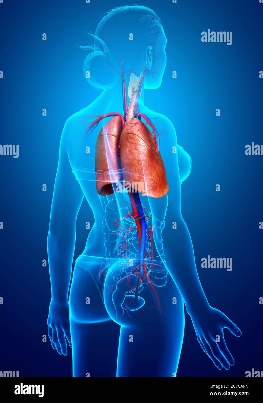 3d rendered, medically accurate illustration of a female lung anatomy ...