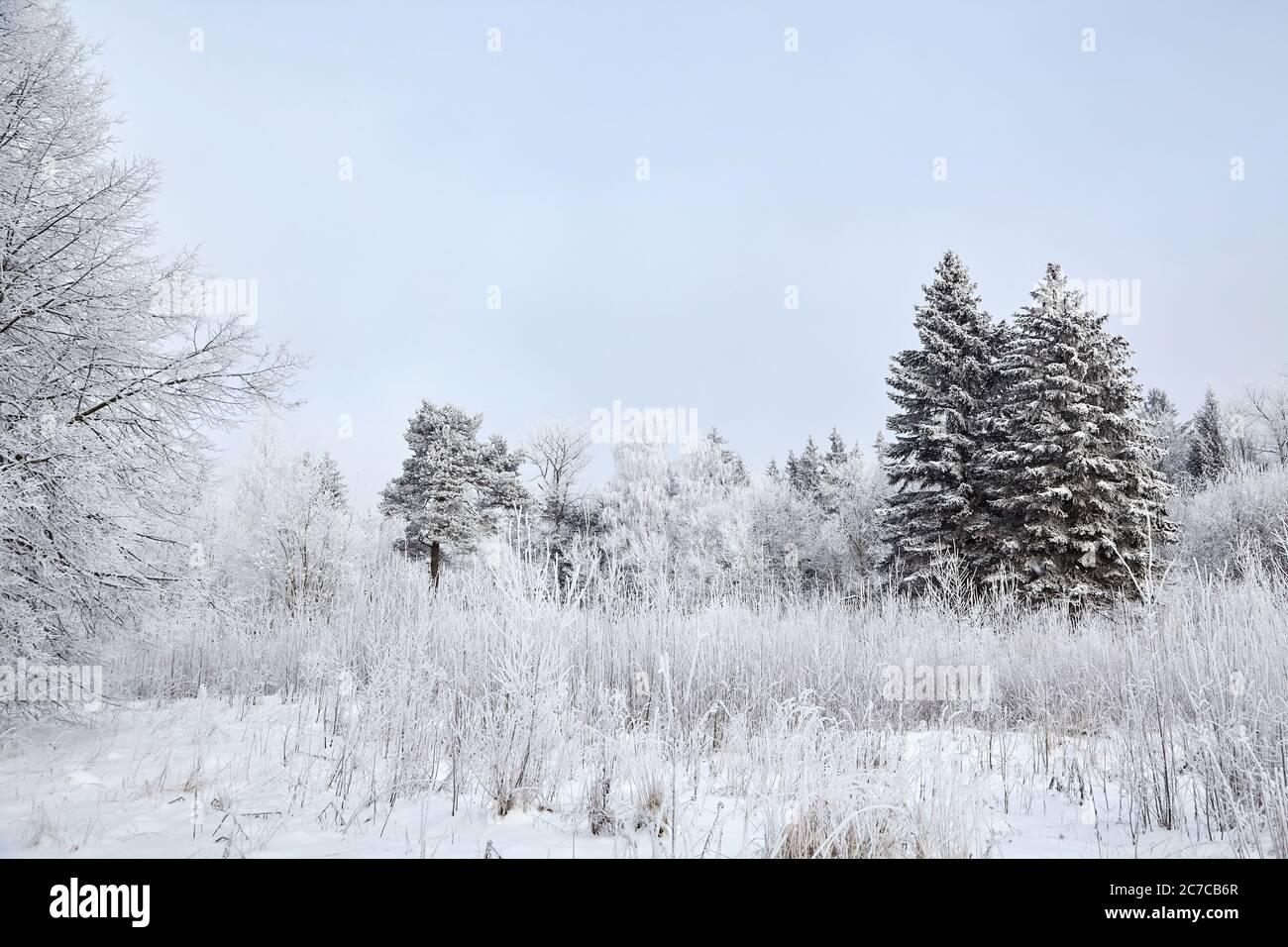 Winter mixed forest. Trees covered with white snow Stock Photo - Alamy