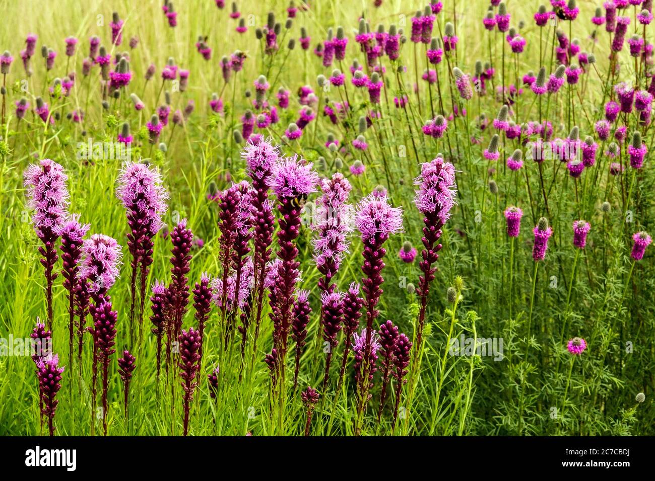 Mixed purple flowers in july garden Liatris Dalea Danse blazing star ...