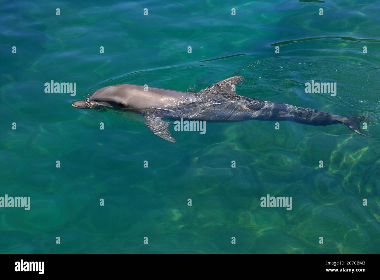 A coastal bottle-nosed dolphin breaks the surface in the shallow waters ...