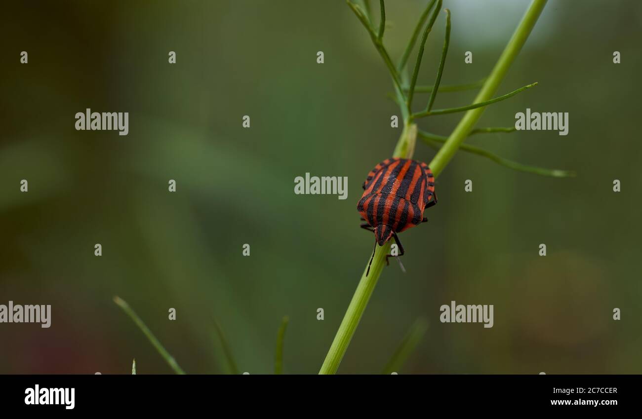 Red striped bedbug on a green branch of dill Graphosoma italicum, red ...