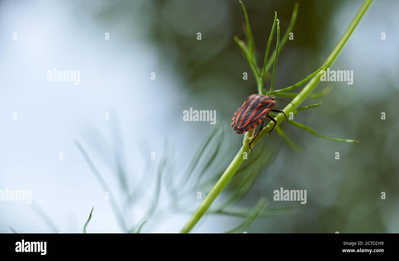 Red striped bedbug on a green branch of dill Graphosoma italicum, red ...