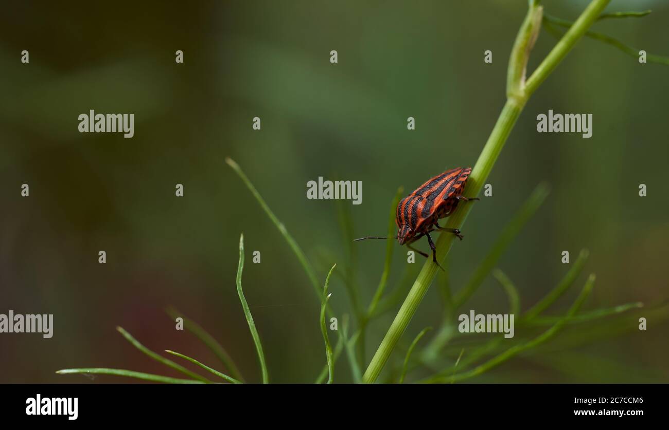 Red striped bedbug on a green branch of dill Graphosoma italicum, red ...