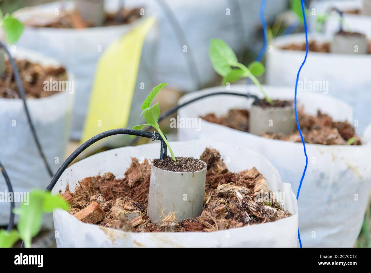 Plant The Sapling in Crop bags Stock Photo - Alamy