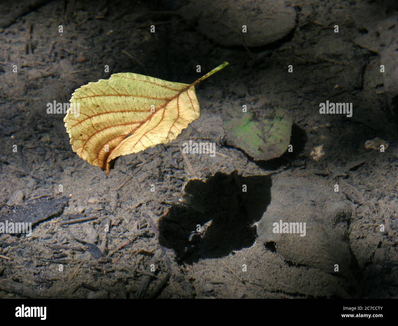 floating leaf in the river Stock Photo - Alamy