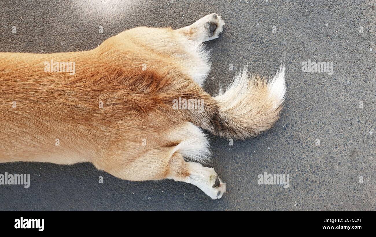 Pembroke Welsh Corgi, Welsh Corgi portret. Lifestyle Purebreed The dog ...