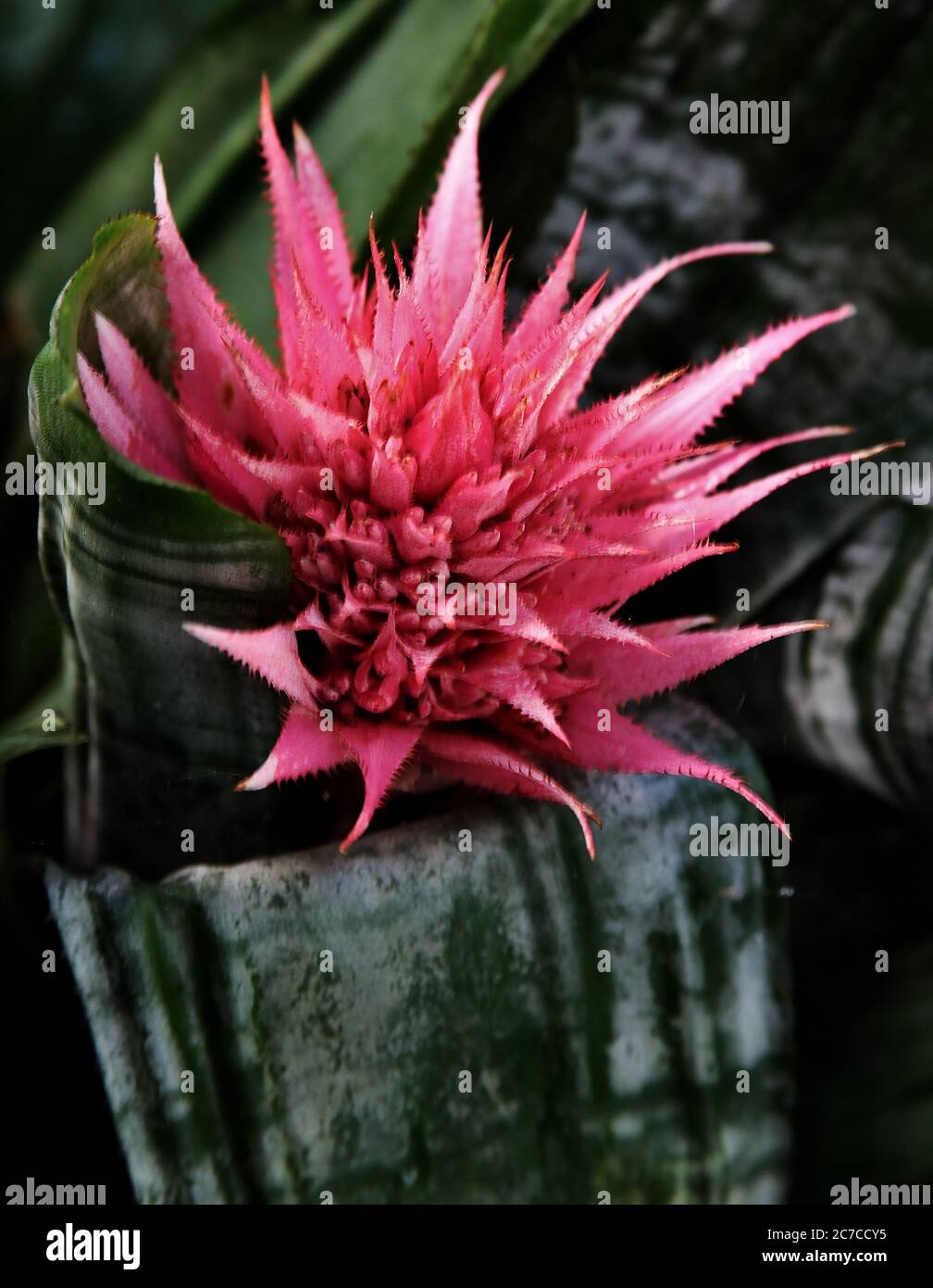 Vertical closeup of a pink flower with spiky pointed leaves Stock Photo ...
