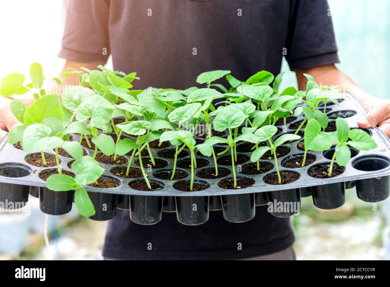 Man tree sapling nursery hi-res stock photography and images - Alamy