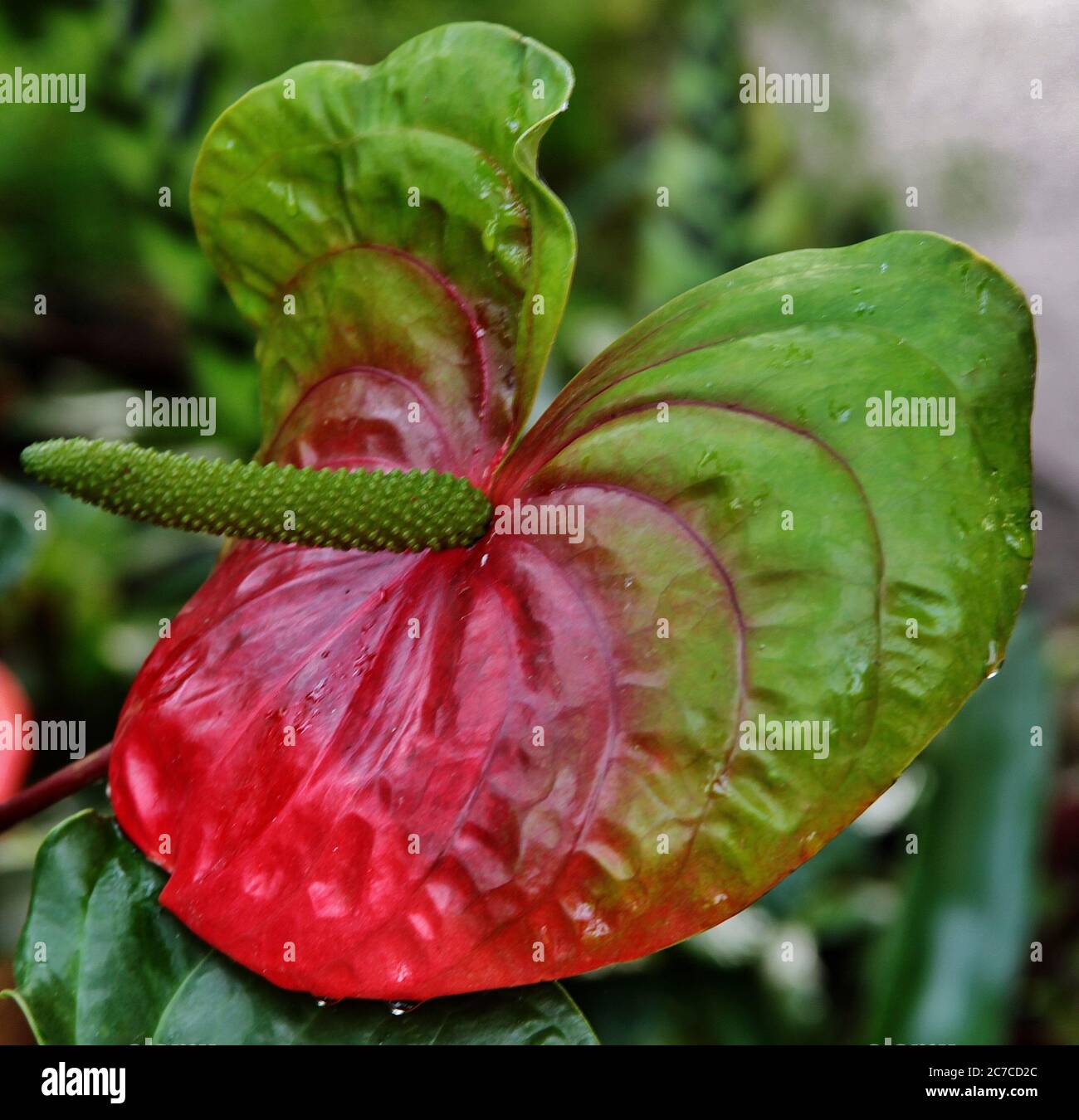 Segmented leaf hi-res stock photography and images - Alamy