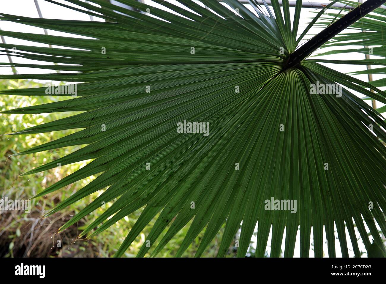 Closeup of a big leaf with green pointy segments in a serene forest ...