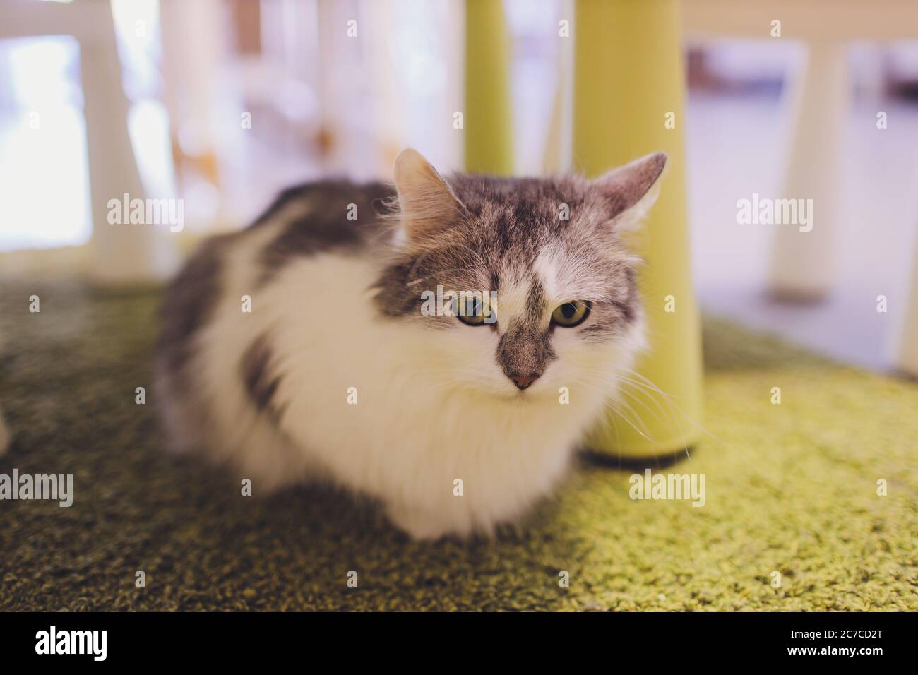 Super Funny Cat Captions