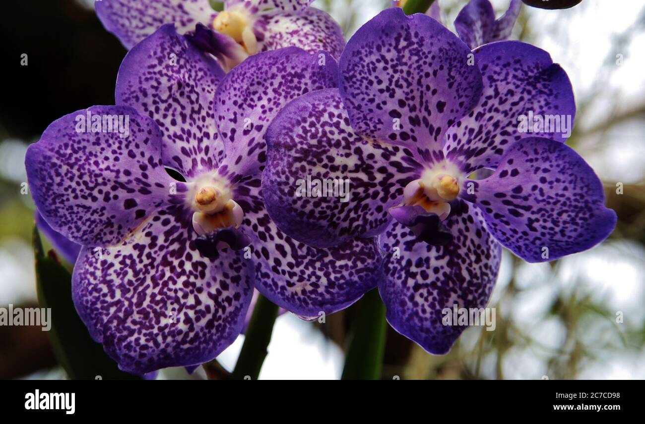 Closeup shot of violet spotted flowers with white stamens Stock Photo ...