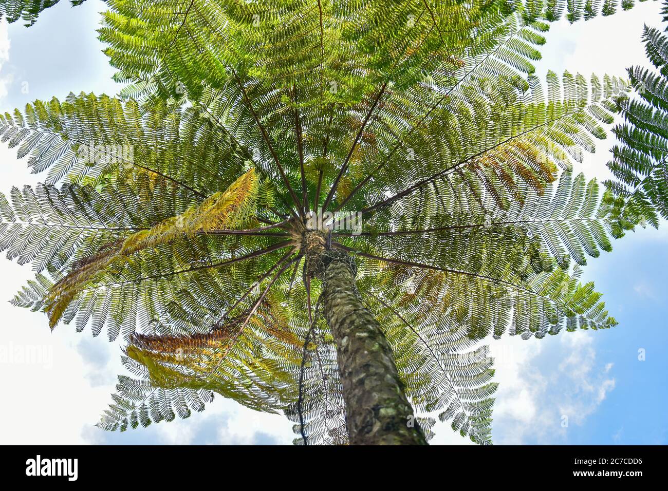 Many giant fern trees in a tropical rain forest with a background of ...