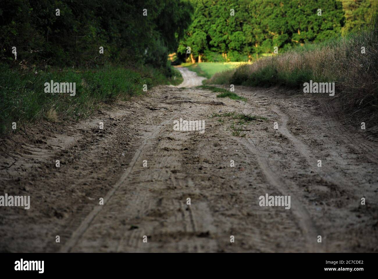Sandy path between forest and a corn field Stock Photo - Alamy