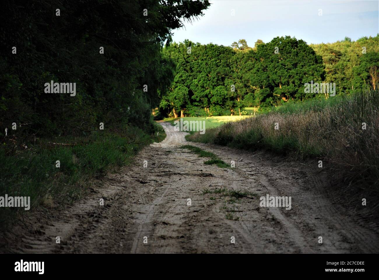 A sandy path between forest and field Stock Photo - Alamy