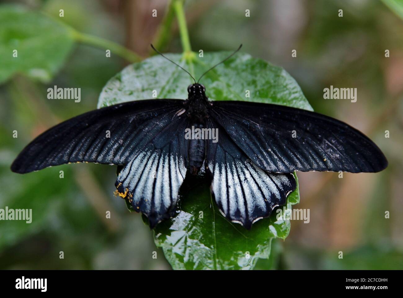Closeup of a black-winged butterfly with white lower wings resting on a ...