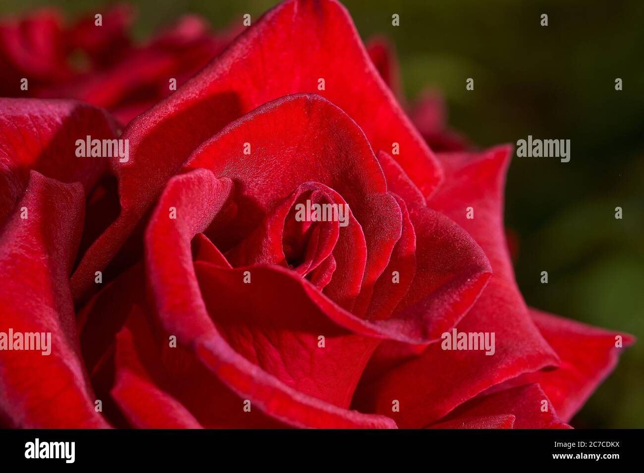Single red rose cut out bud hi-res stock photography and images - Alamy