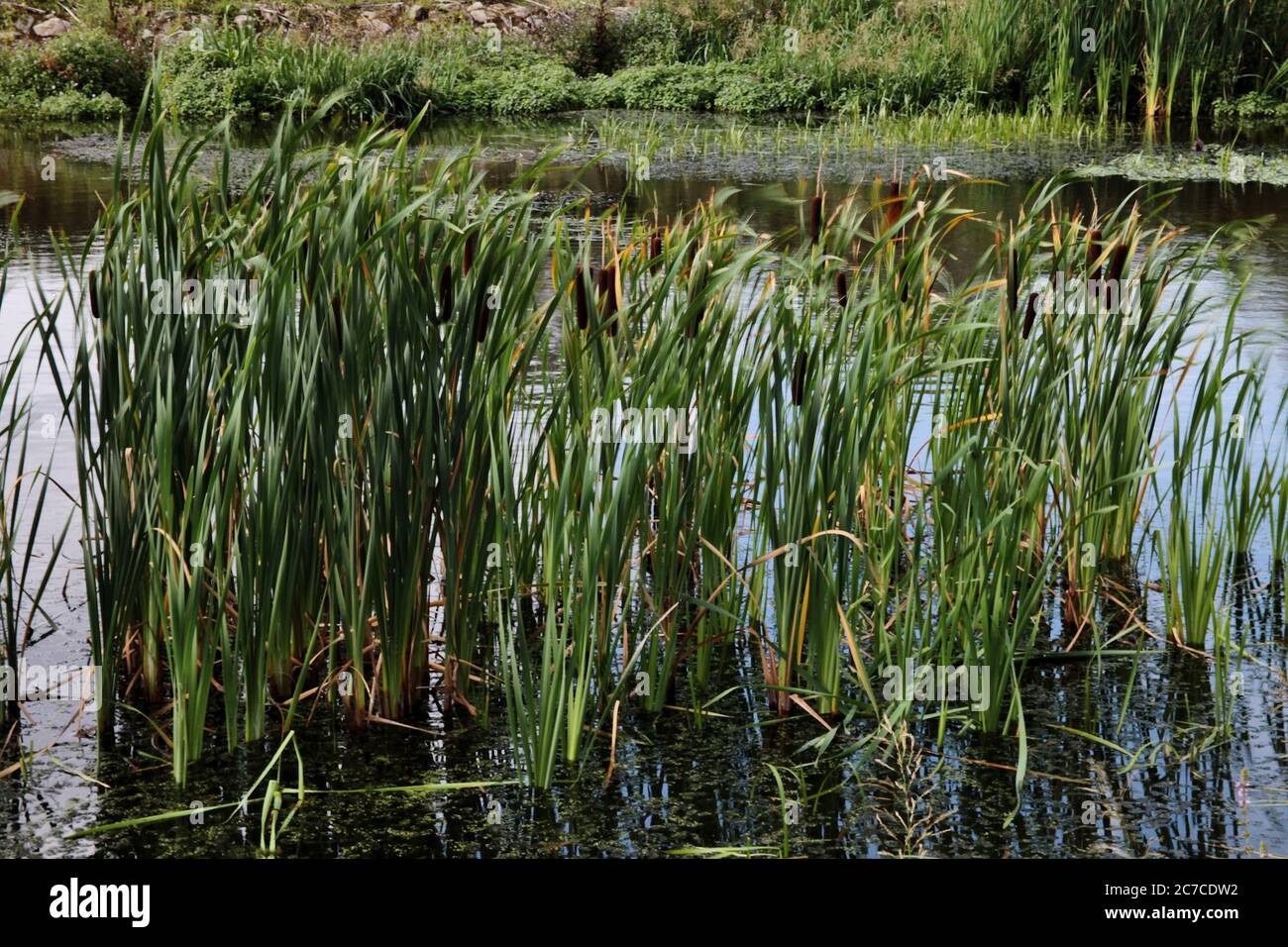 Horizontal shot of bulrushes, cattails growing in a swamp Stock Photo ...
