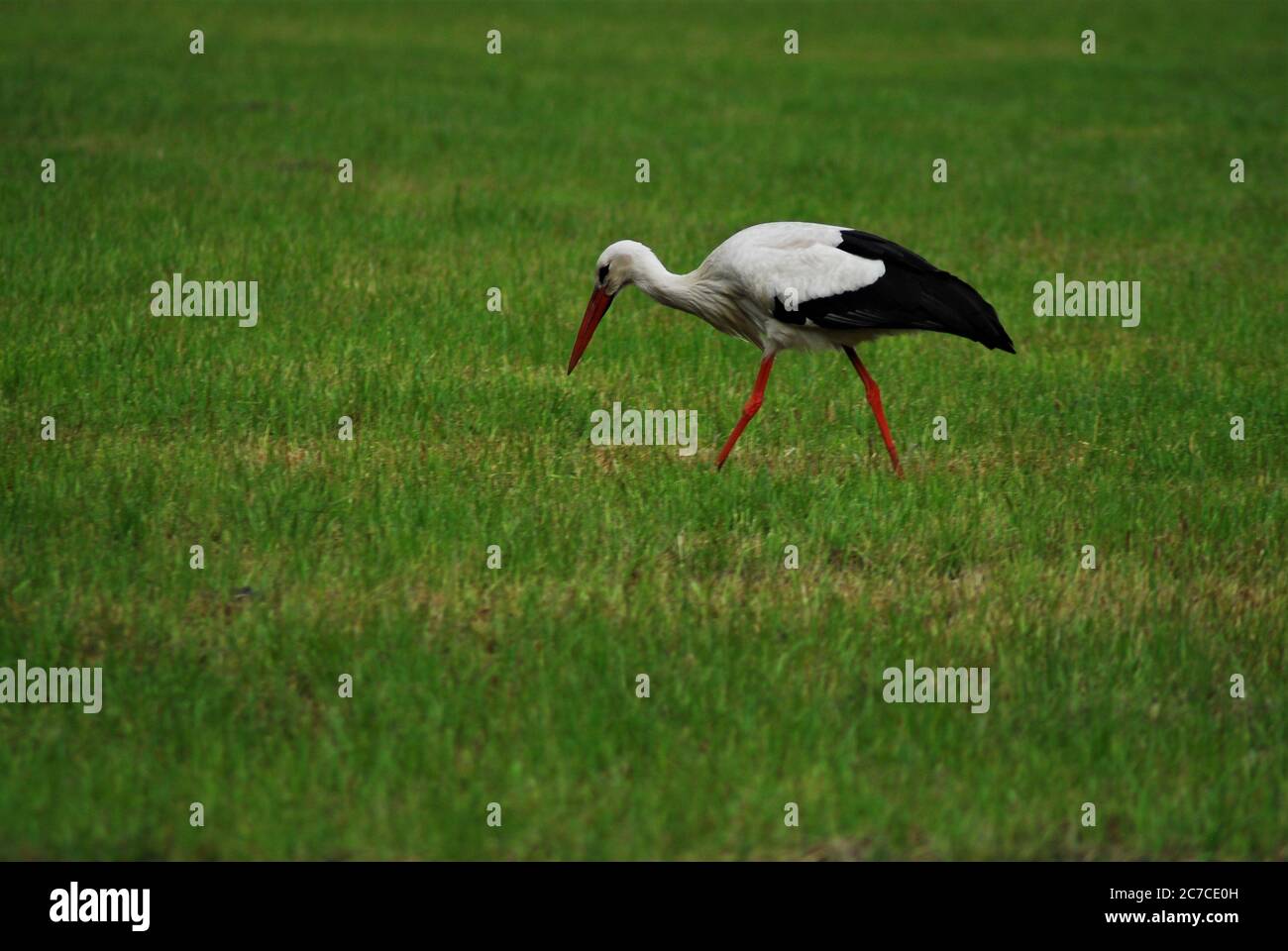 Black storck hi-res stock photography and images - Alamy