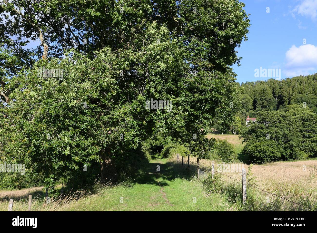 Disused railway line above Hook Farm, Uplyme, Devon, England, Great ...