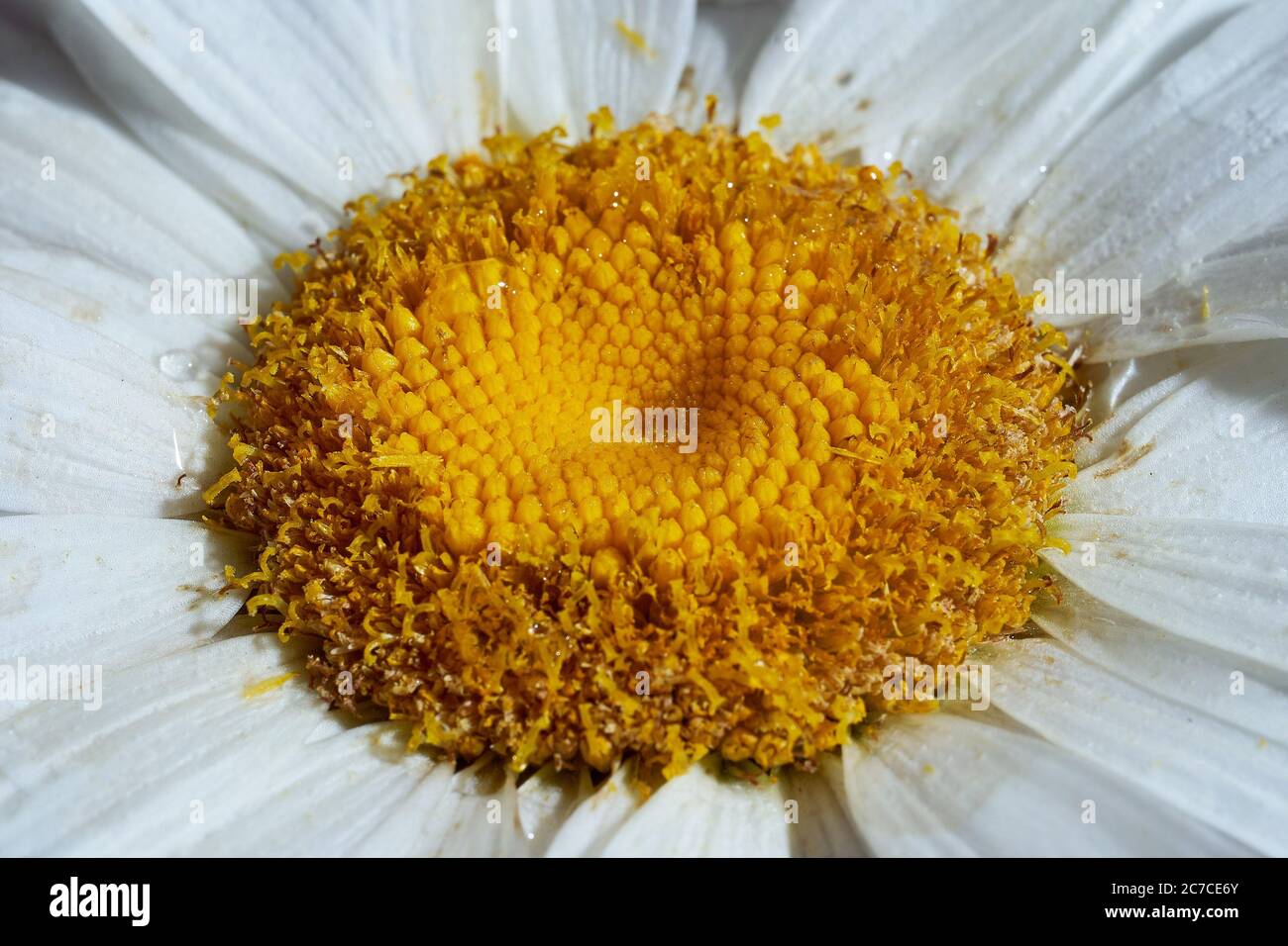 Nectar de flor hi-res stock photography and images - Alamy