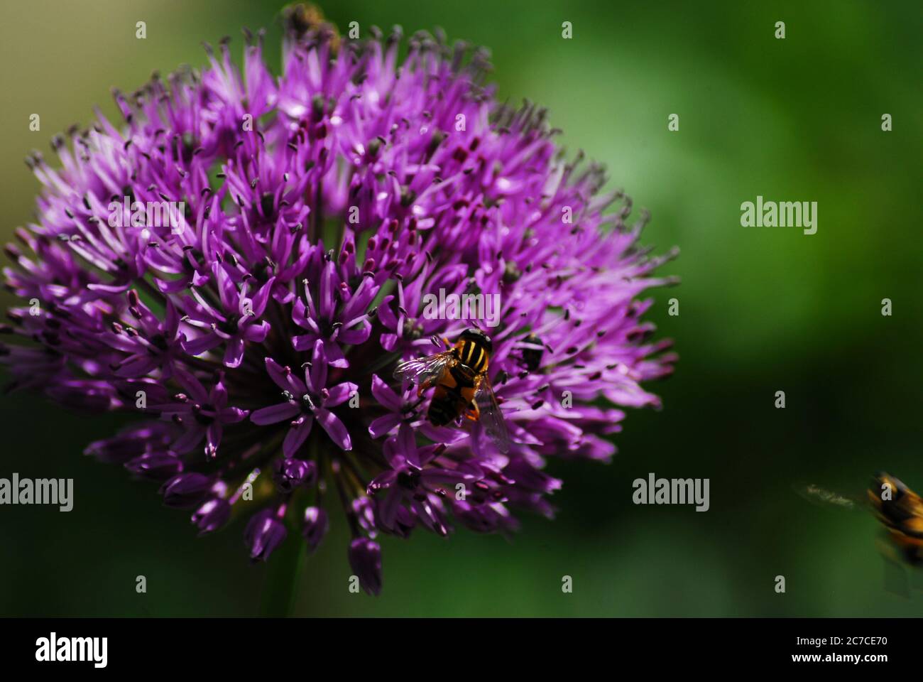 Dark purple allium hi-res stock photography and images - Alamy