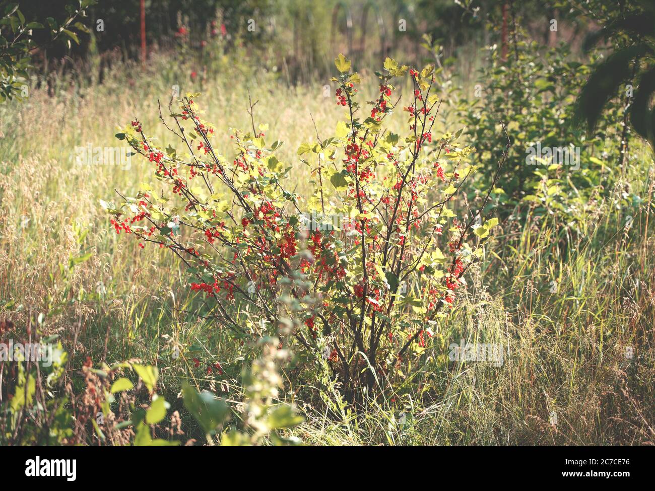 Currant Bush in a Sunny clearing with greenery and bushes Stock Photo ...