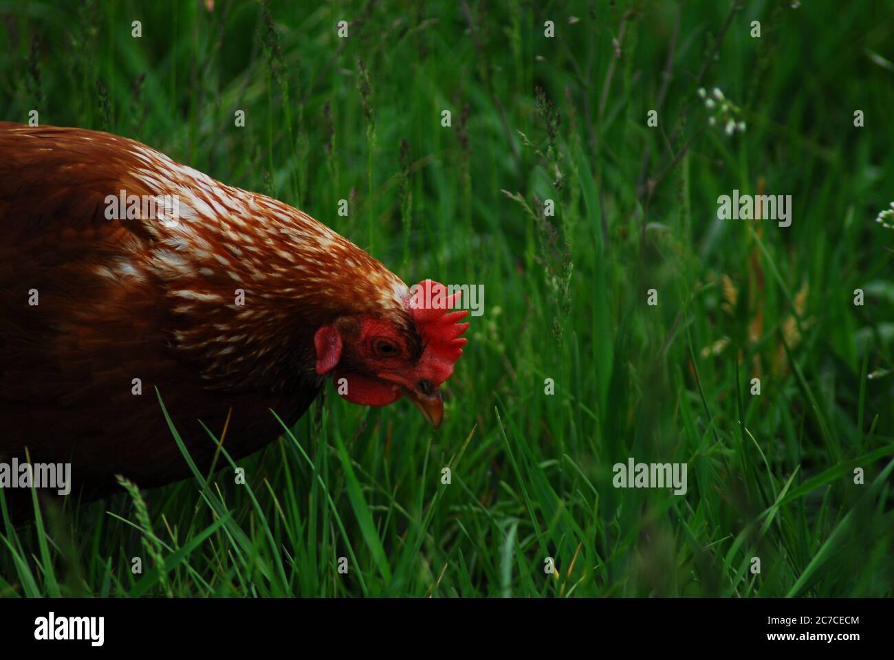 Chicken pasture hi-res stock photography and images - Alamy