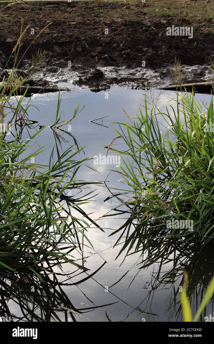 water hole with green gras on the side Stock Photo - Alamy