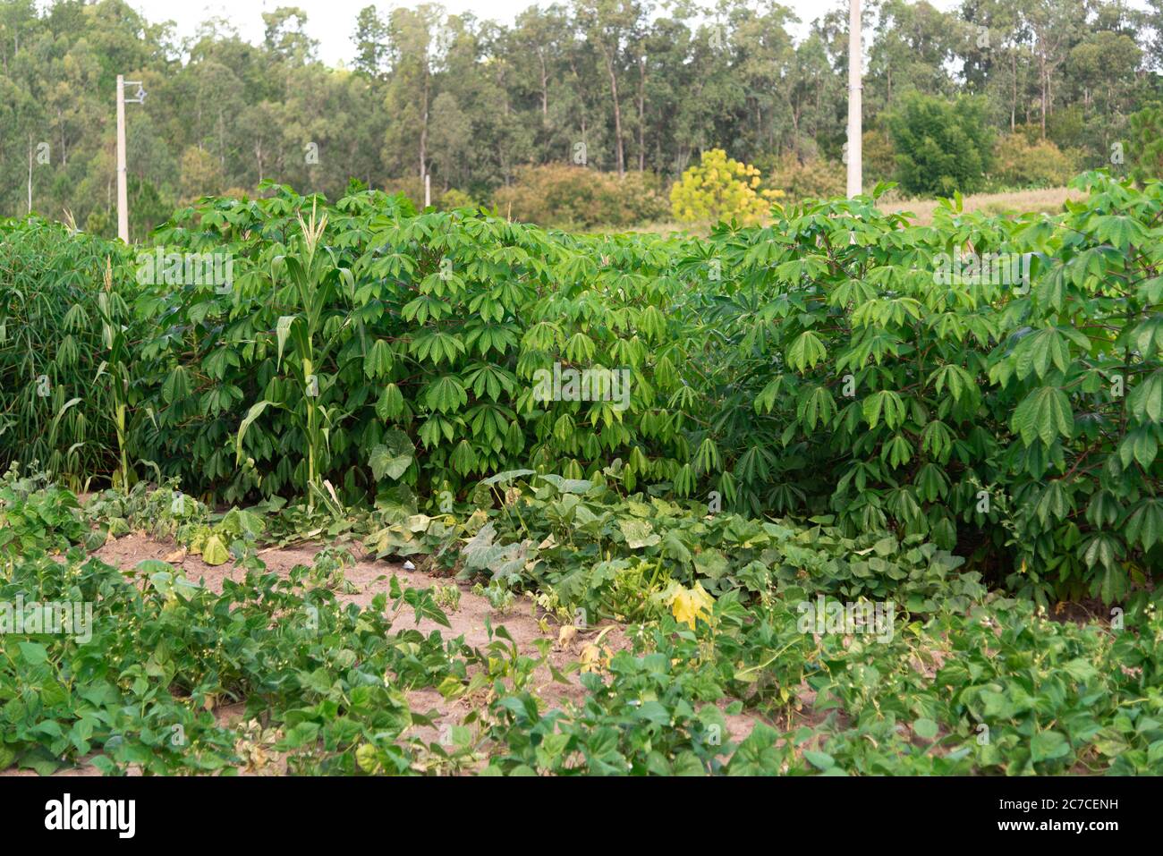Cassava plants. Corresponds to a species of tuberous plant in the ...