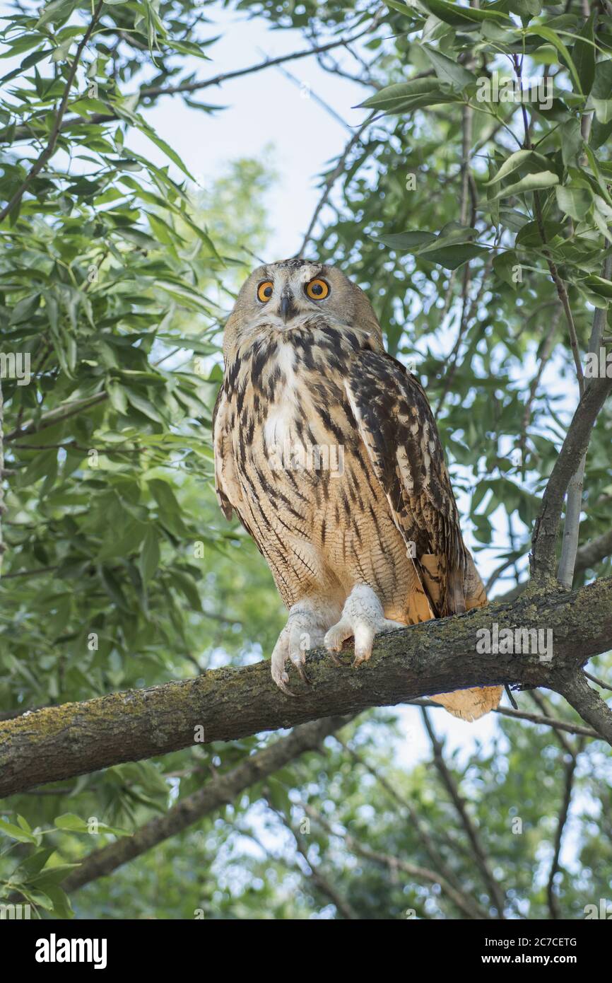 DANUBE DELTA, VYLKOVE, ODESSA OBLAST, UKRAINE - JULE 11, 2020 ...