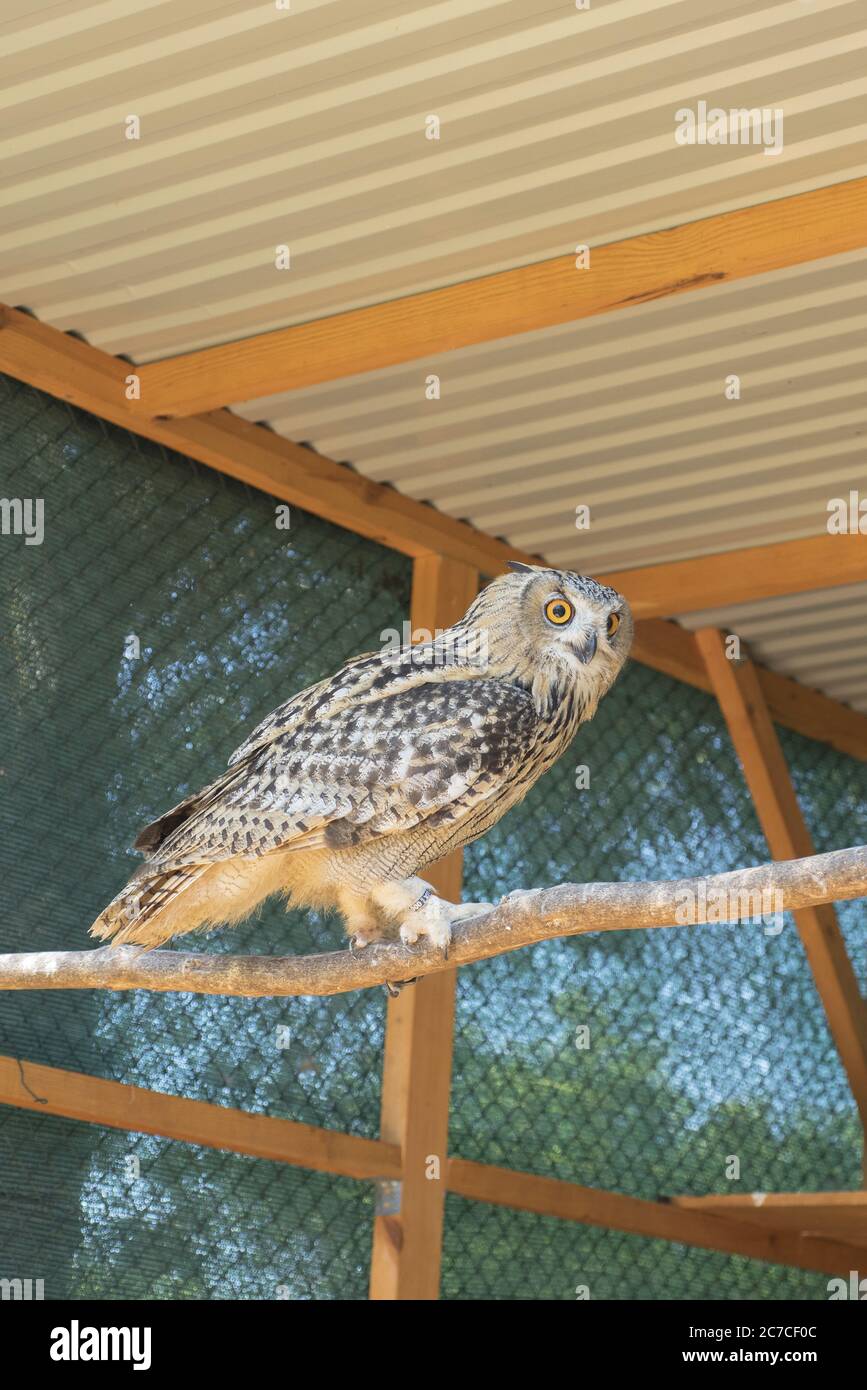 DANUBE DELTA, VYLKOVE, ODESSA OBLAST, UKRAINE - JULE 11, 2020 ...