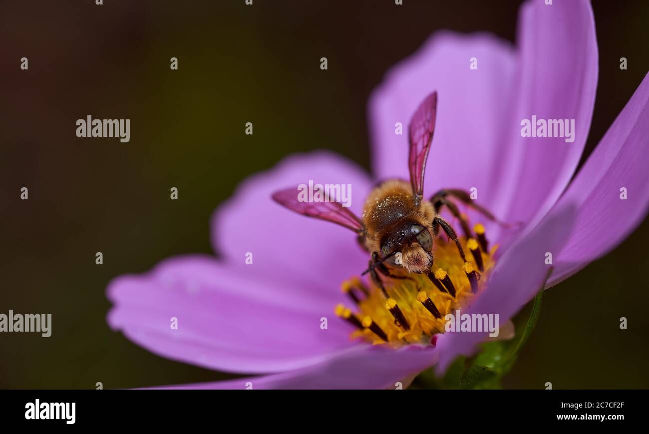 Red flower with yellow nectar with bee on a blurred background. Close ...