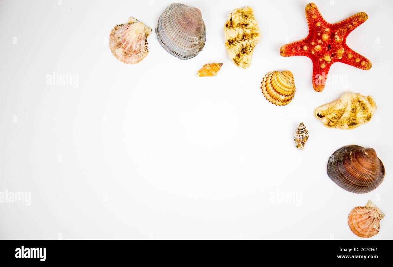 composition of exotic shells and starfish on a white background. copy ...