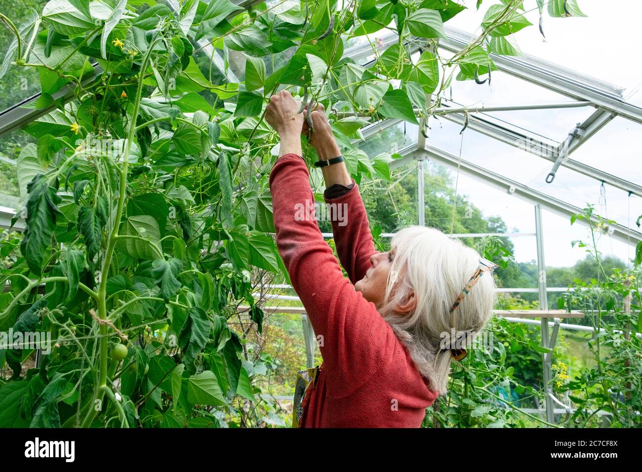 Woman Picking French Beans High Resolution Stock Photography and Images ...
