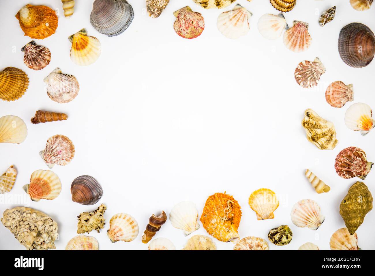 composition of exotic shells on a white background. copy space and text ...