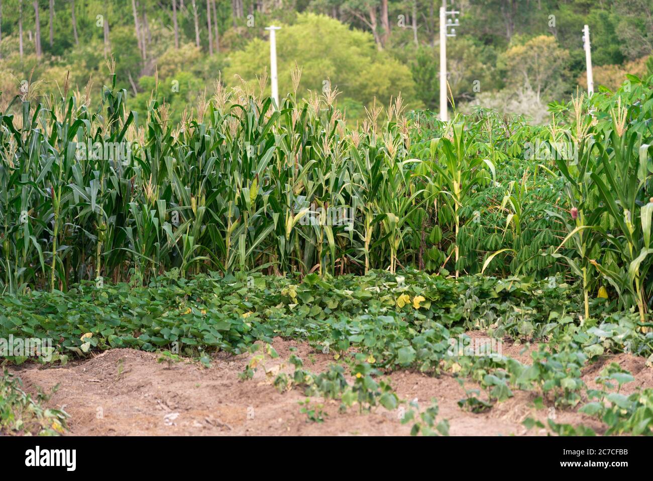 Cassava plants. Corresponds to a species of tuberous plant in the ...